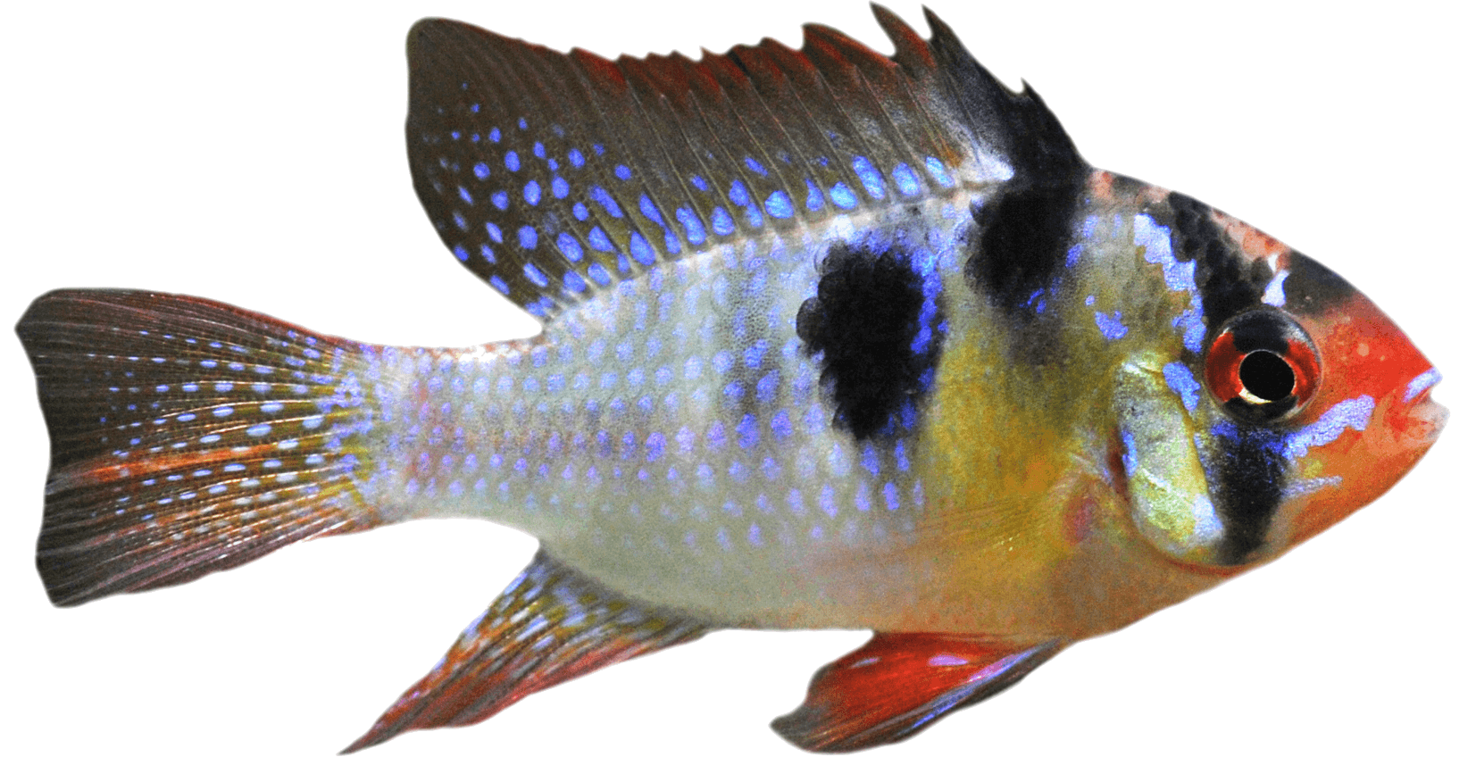 Simply Fish | Home